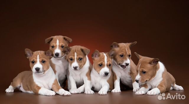 "Африканские Молчуны", щенки выращенные с любовью