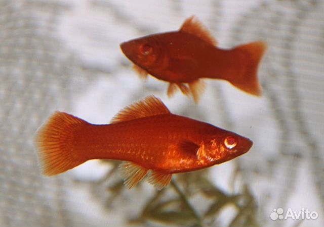 Продам Рубиновых меченосцев