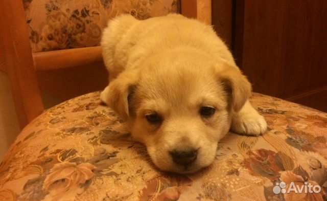 Волшебный щенок, 2 мес