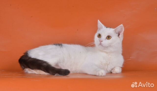 Кошка Ария в хорошие руки