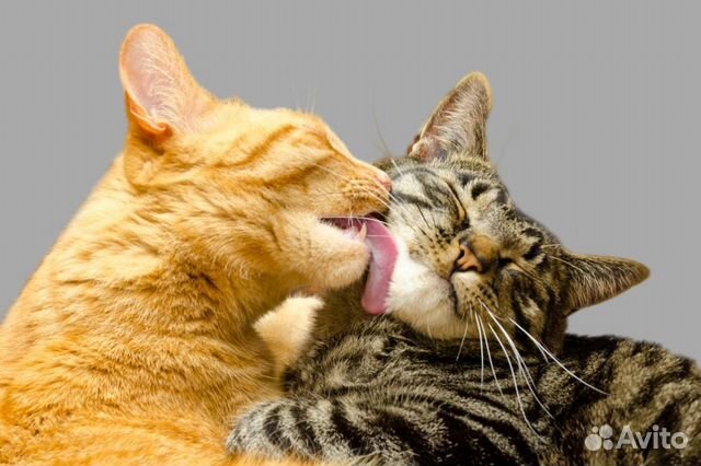 Уход за кошками, котоняня