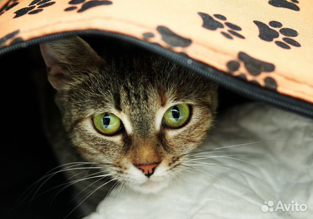 Триша ищет дом