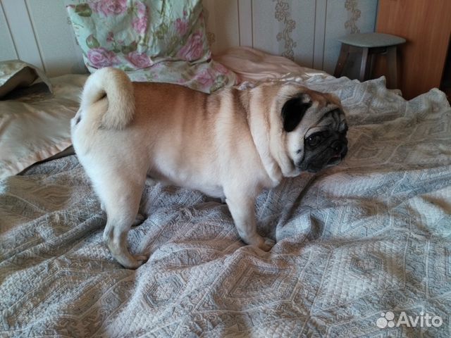 Мопс ищет невесту