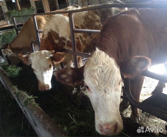 Коровы дойные