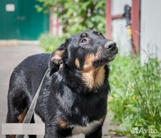 Пёс по кличке Брут ищет дом