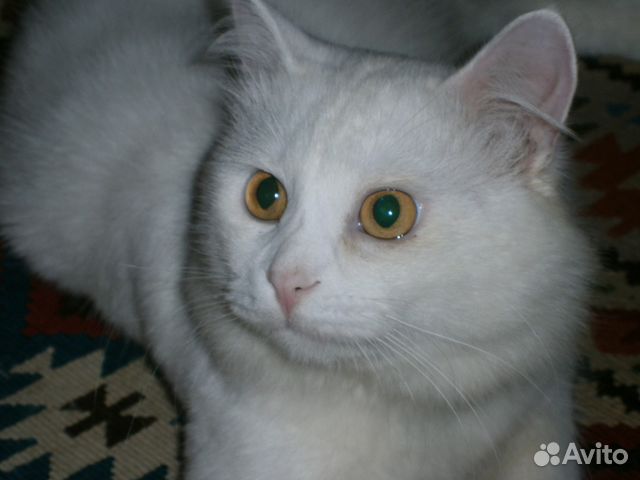 Ищет дом белоснежный красавец
