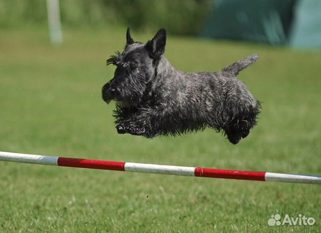Скотч-терьера щенки