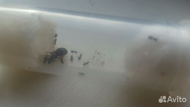 Lasius niger муравьи