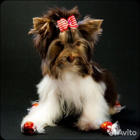 Биро мальчик и девочки