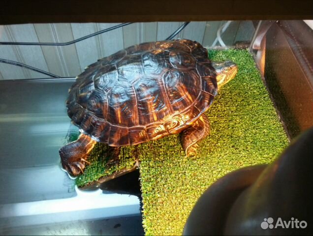 Красноухая черепаха