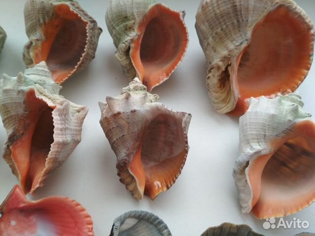Ракушки настоящие для аквариума или поделок