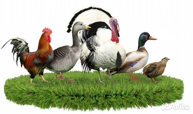 Домашние птицы
