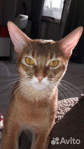 Абиссинский кот на вязку