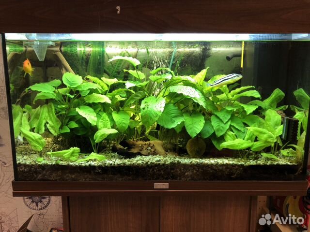 Аквариум jewel rio 125