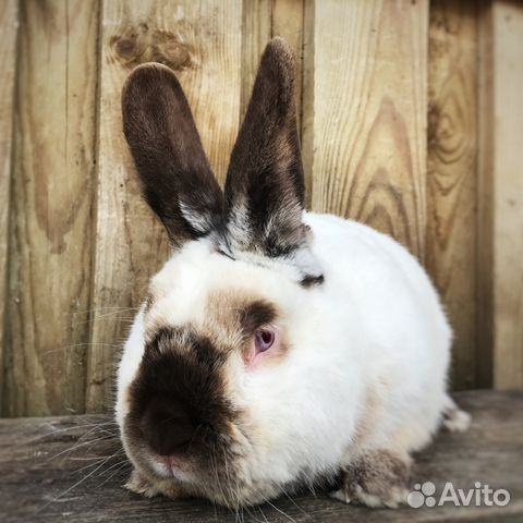 Калифорнийский