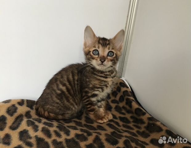 Кошечка тойгер Кама