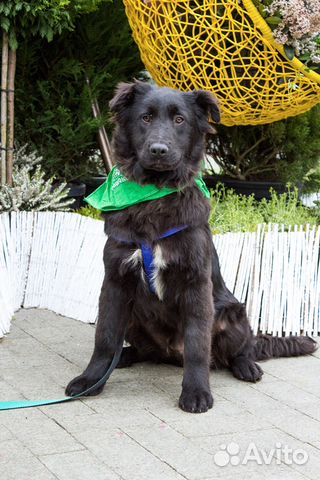 Симпотяга Нокс ищет дом