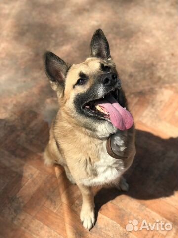 Прекрасный охранник, по имени Вольт, ищет дом