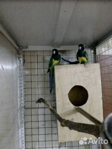 Попугай розеллы бернарды