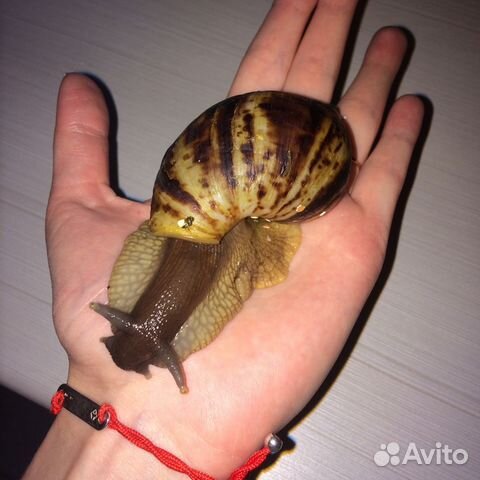 Улитки Ахатины