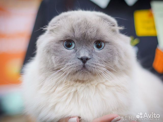 Вязка. Кот