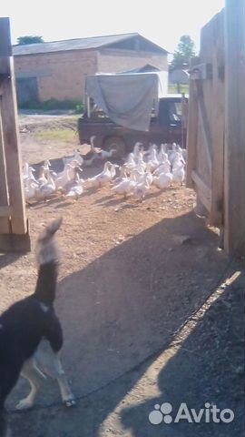 Продам гусей уток молодых готовых к зарубу