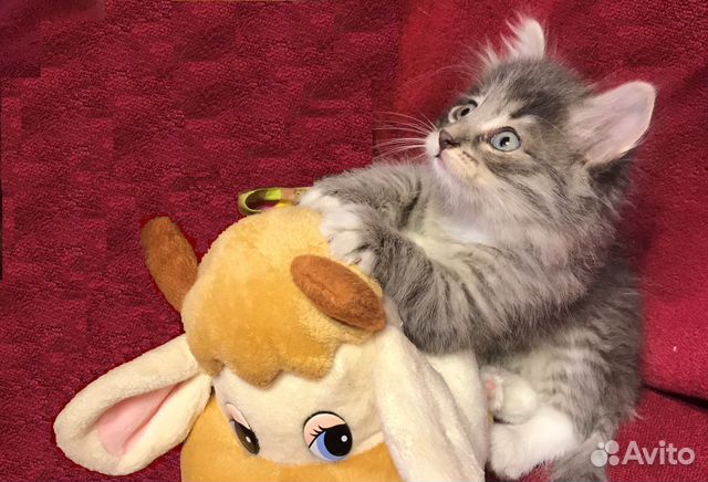 Котята сестрички в добрые руки