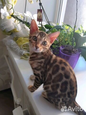 Бенгальская принцесса