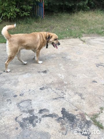 Красавец Грэм