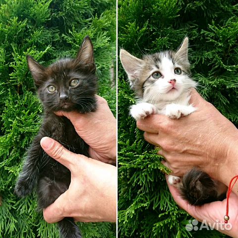 Малыши-карандаши котята 1,5 мес