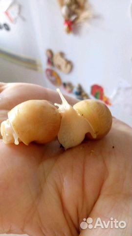Продам красивых малышей ахатины