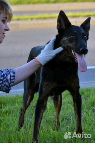 Оливия ищет дом