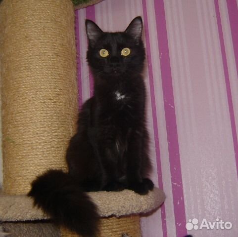 Красавица Фимочка в добрые руки