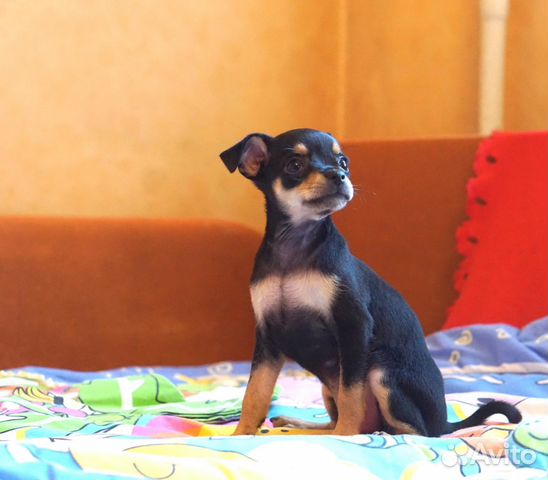 Девочка Русского Тоя(РКФ)