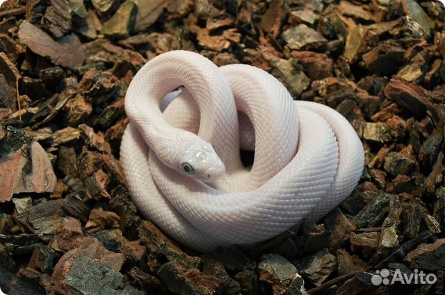 Техасский полоз