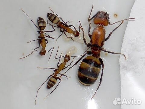 Матка муравьев