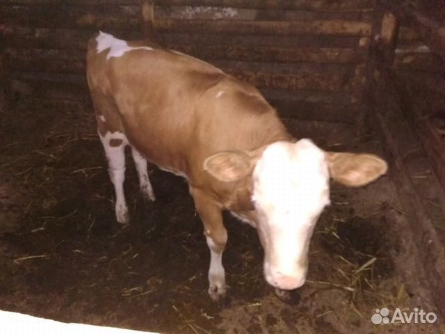 Телята от домашних коров