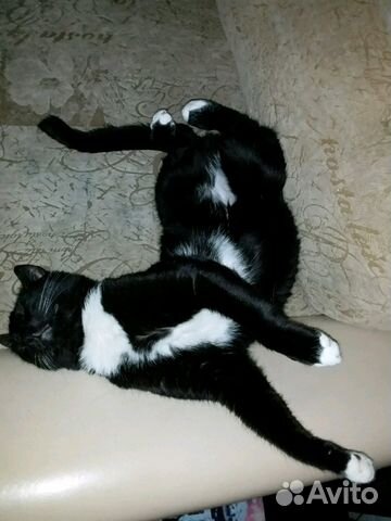 Отдам бесплатно кота