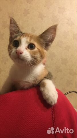 Чудо- Котенок2 мес