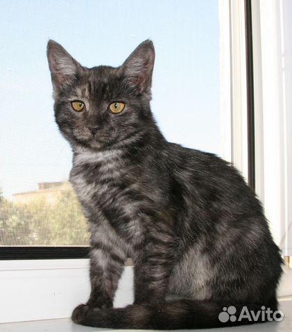 Отдам котенка «черный дым» 3 мес