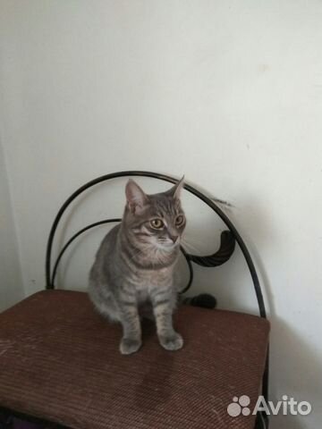 Кошечка Мышка