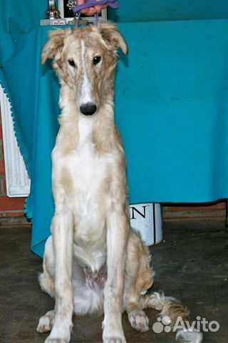 Щенок русской борзой. Мальчик 6 мес