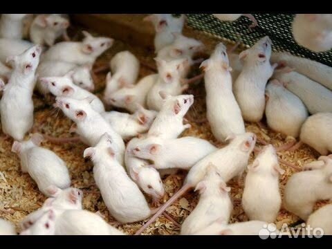 Мыши белые кормовые