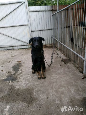 Отдам в добрые руки собаку