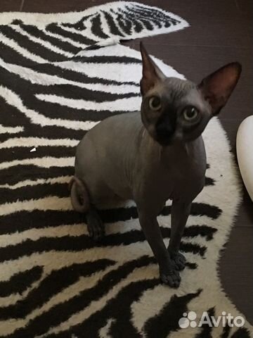 Канадский сфинкс. Вязка