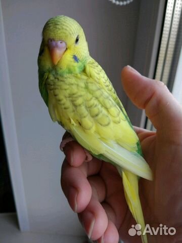 Волнистый попугай, самец ручной