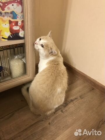 Ищет дом добряк Персик