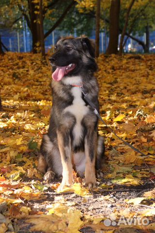 Совершенно шикарная собака