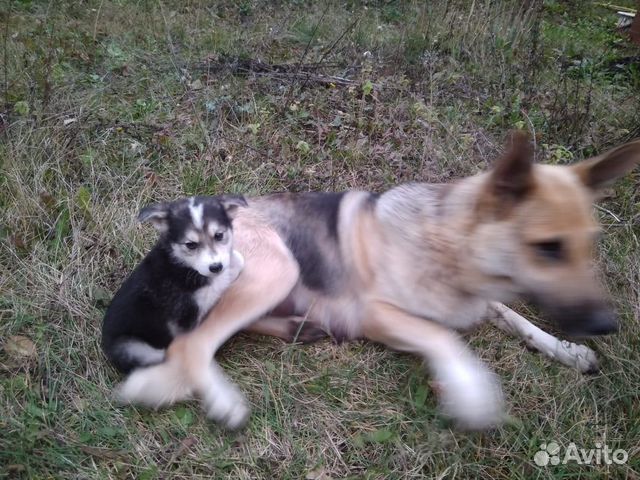 Щенки Овчарки