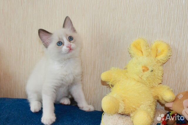 Ласковые котики (Ragdoll)